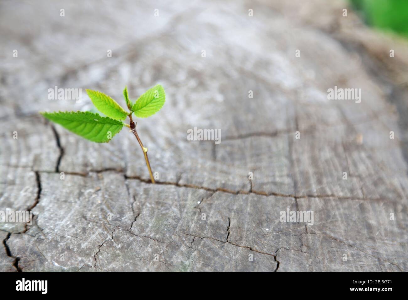 Beautiful seedling growing in the center trunk as a concept of new life ...