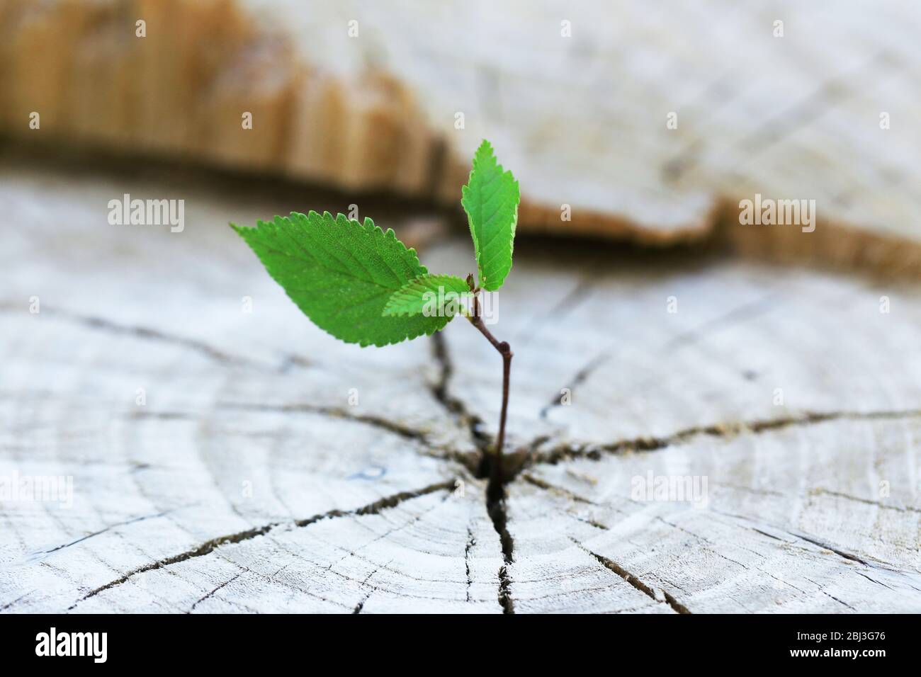 Beautiful seedling growing in the center trunk as a concept of new life ...