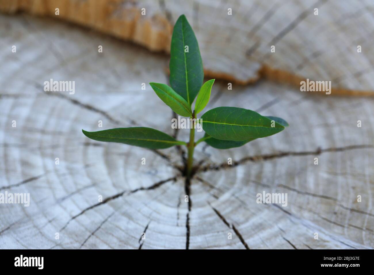 Beautiful seedling growing in the center trunk as a concept of new life ...