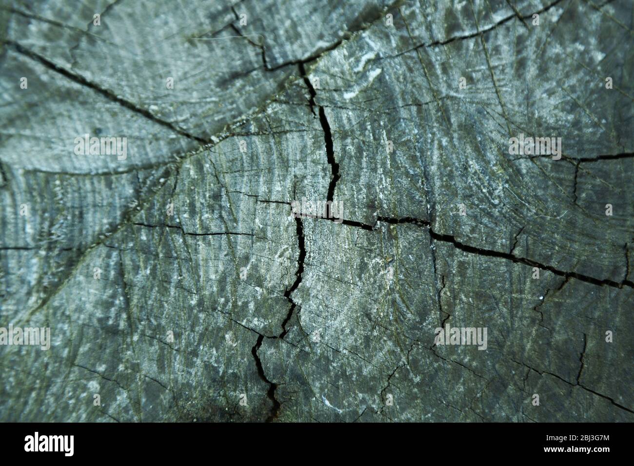 Wooden texture of tree trunk, close up Stock Photo - Alamy