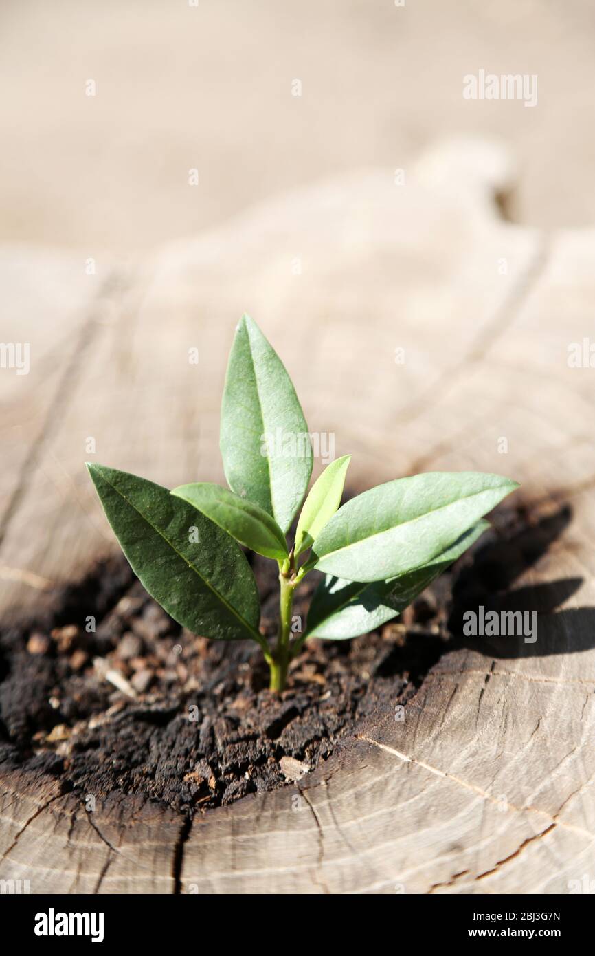 Beautiful seedling growing in the center trunk as a concept of new life ...