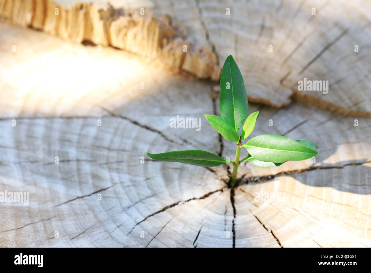 Beautiful seedling growing in the center trunk as a concept of new life ...