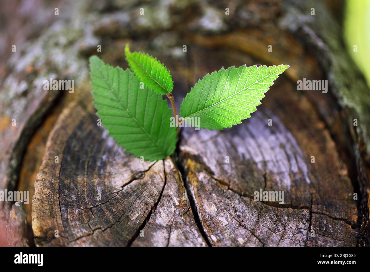 Beautiful seedling growing in the center trunk as a concept of new life ...