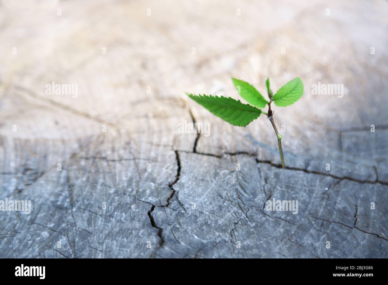 Beautiful seedling growing in the center trunk as a concept of new life ...