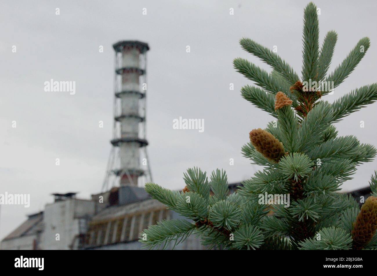 Spruce is a fresh tree with cones on the background of a cloudy sky in ...