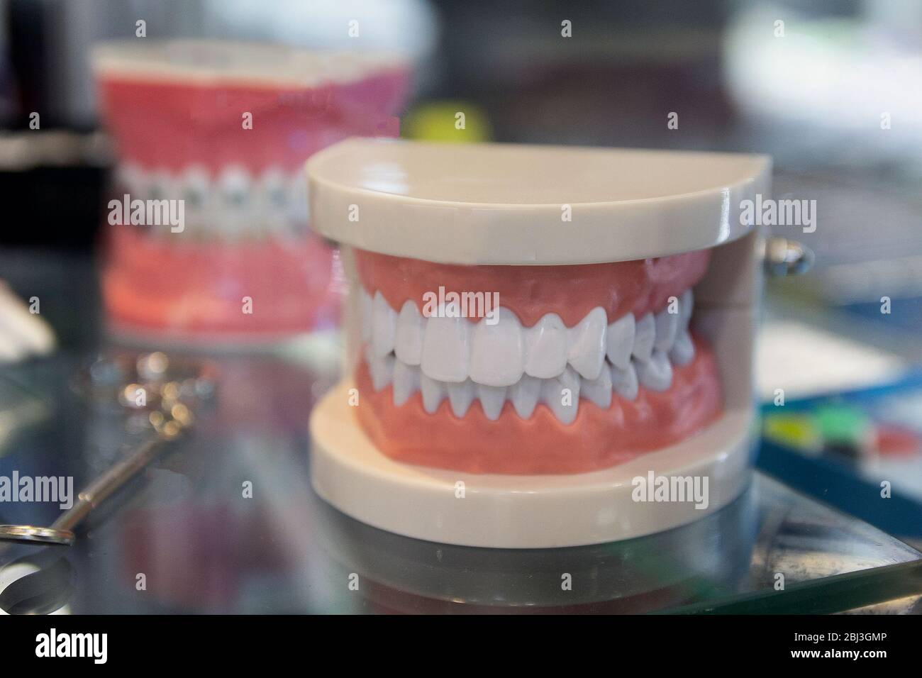 Dental model of the human jaws. Stomatology Stock Photo - Alamy