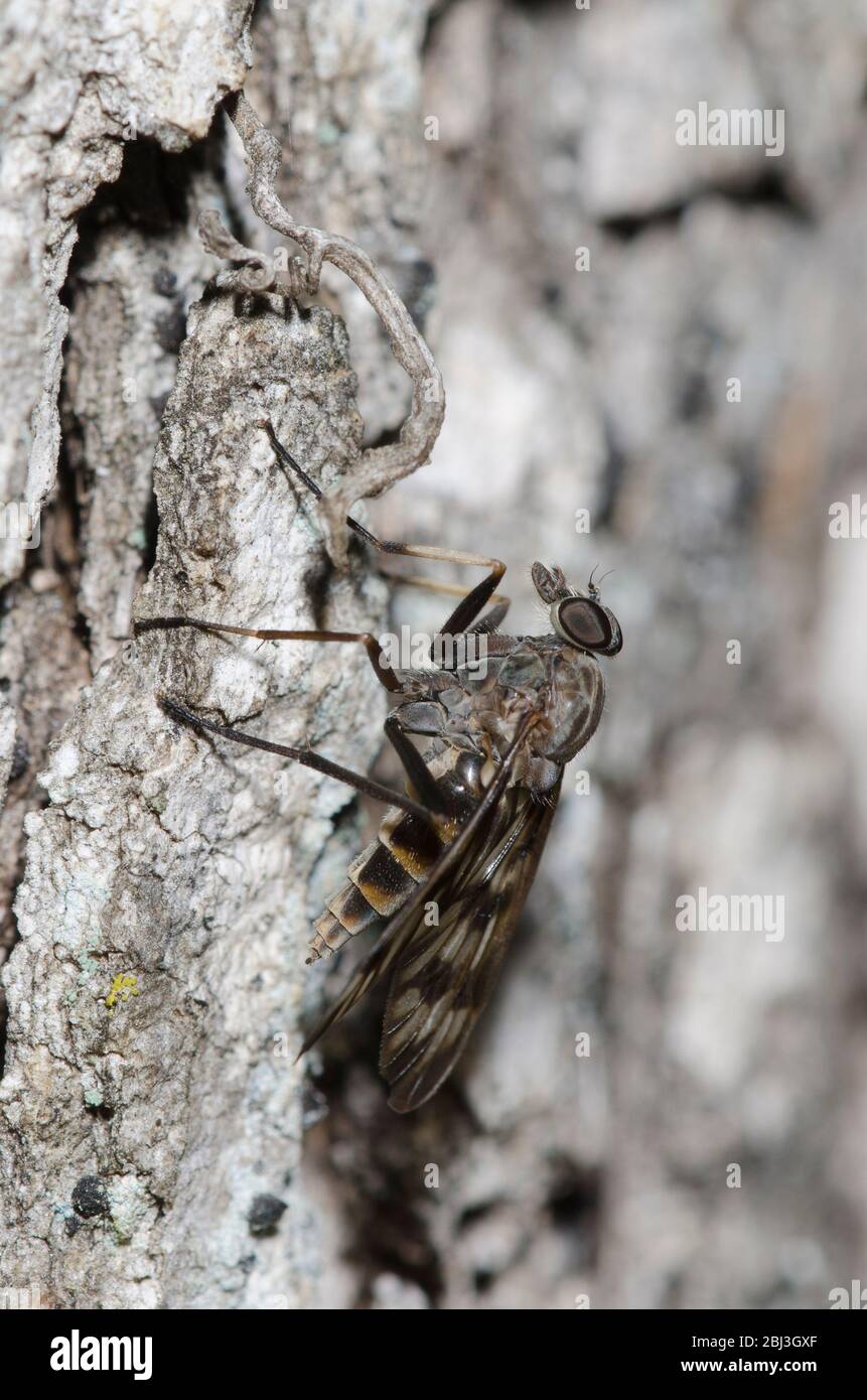 Common Snipe Fly, Rhagio mystaceus, female Stock Photo - Alamy