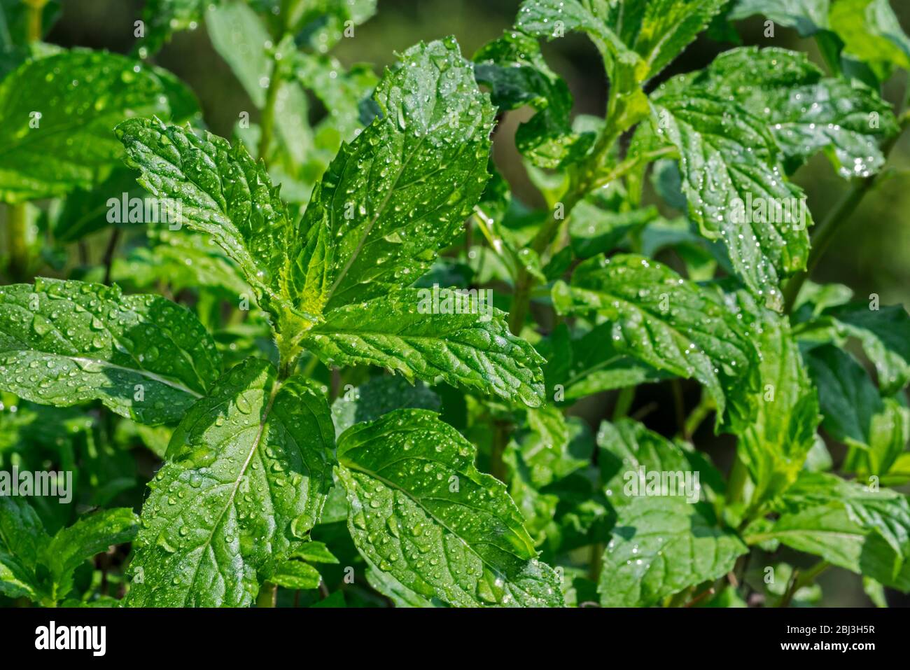 Peppermint mentha piperita hi-res stock photography and images - Alamy