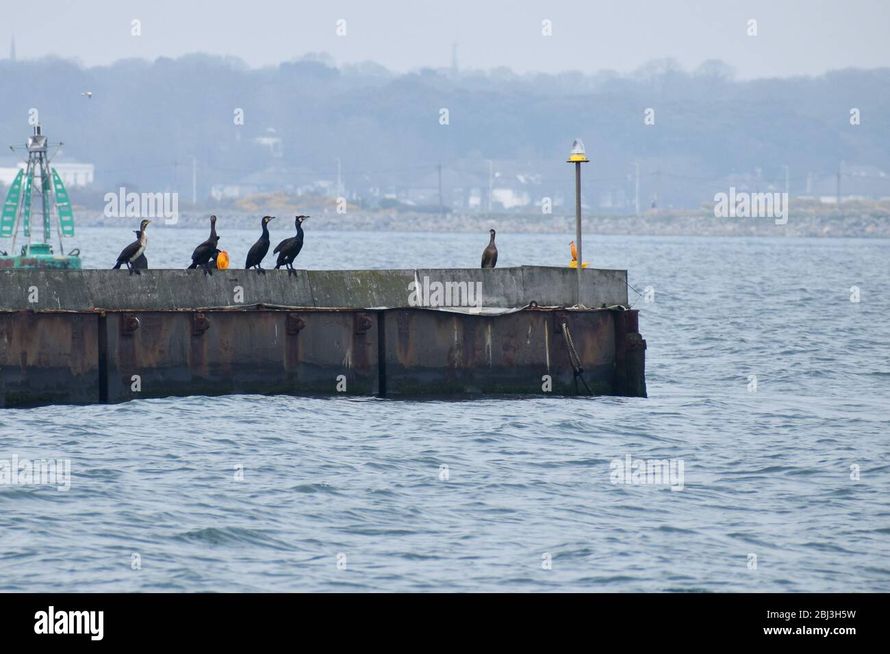 cormorant flock beside the Irish sea in Dublin Bay Stock Photo - Alamy