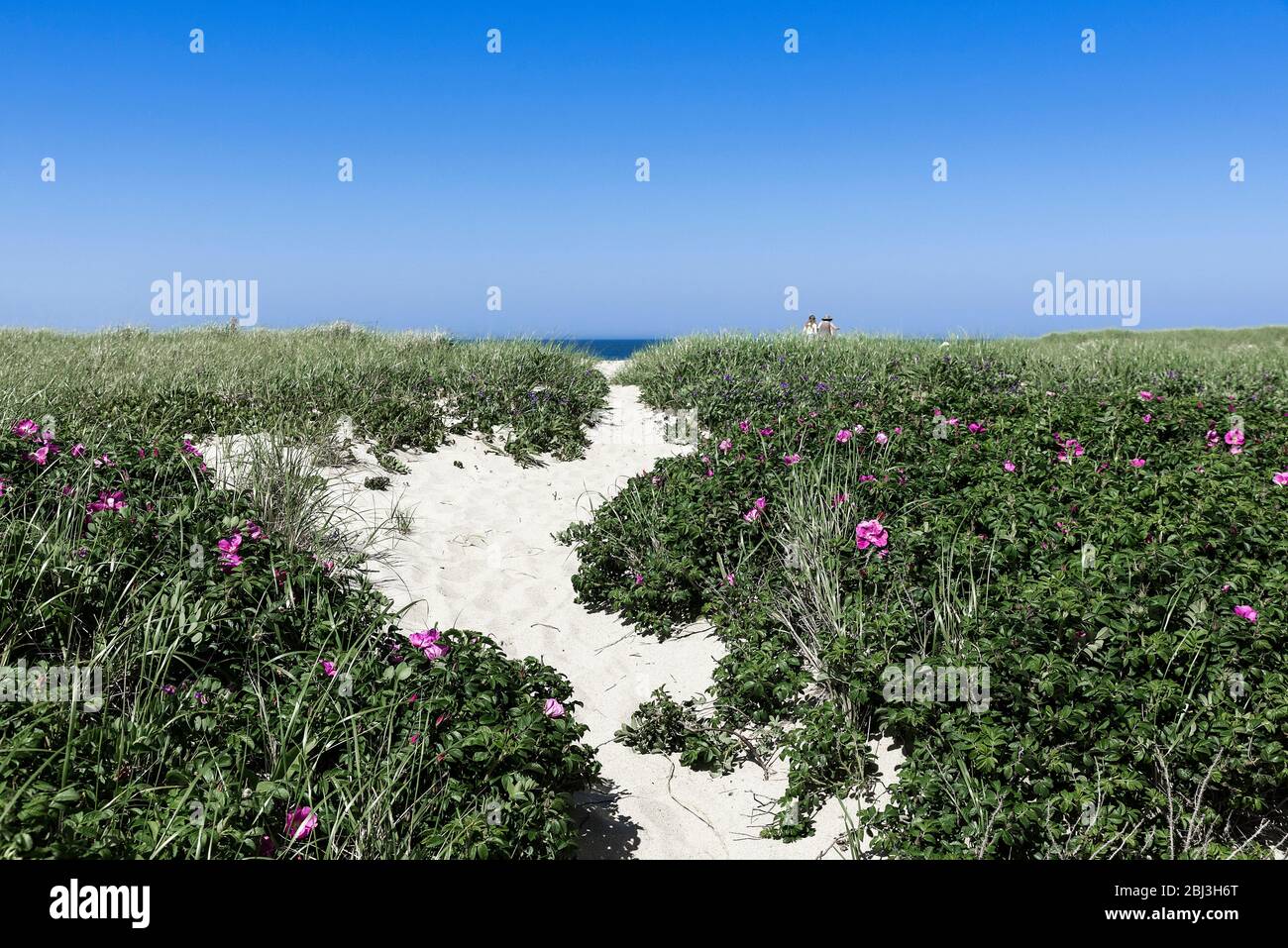 Great Point beach path at Nantucket in Massachusetts Stock Photo - Alamy