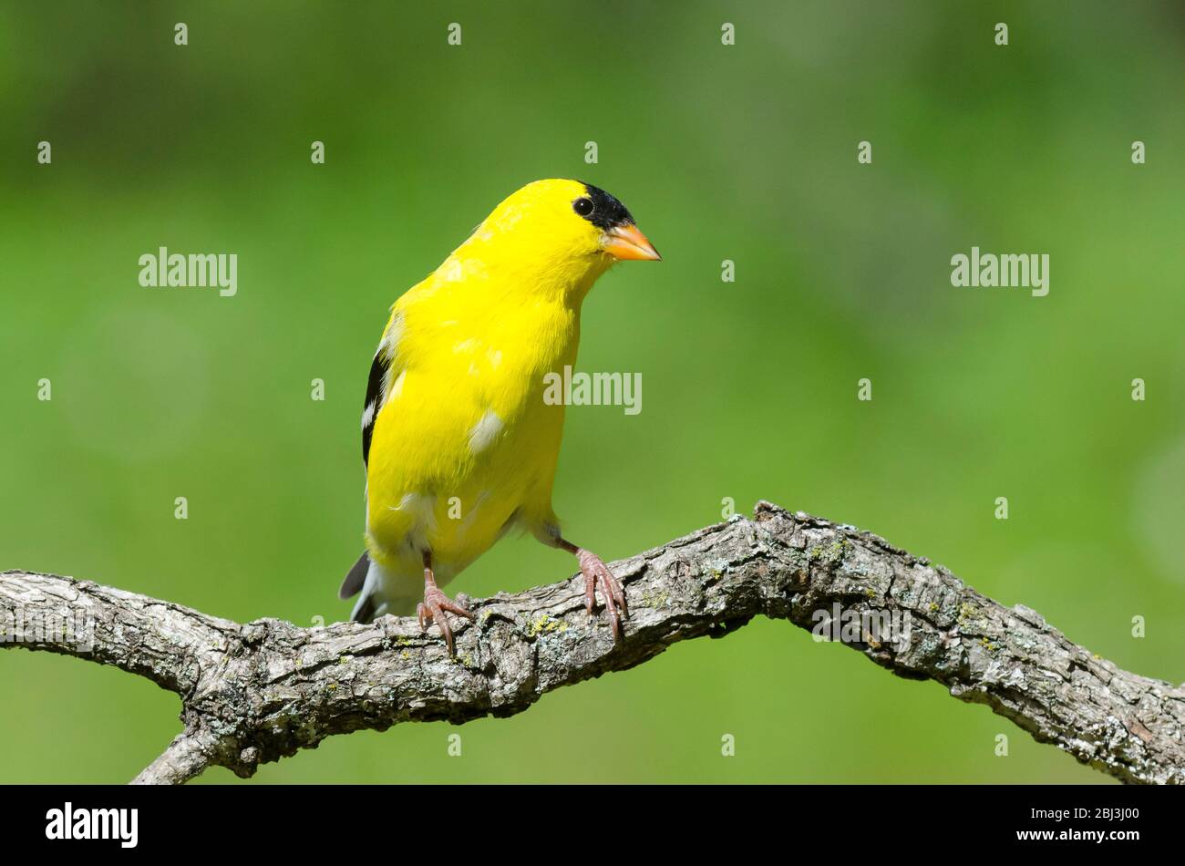 American Goldfinch, Spinus tristis, male Stock Photo - Alamy