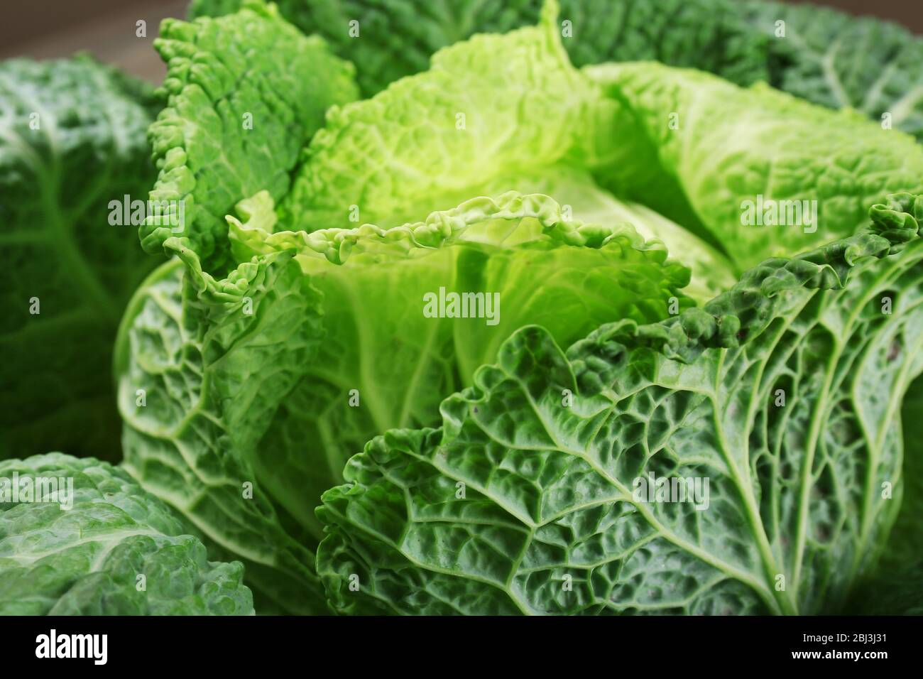Savoy cabbage background, macro Stock Photo - Alamy