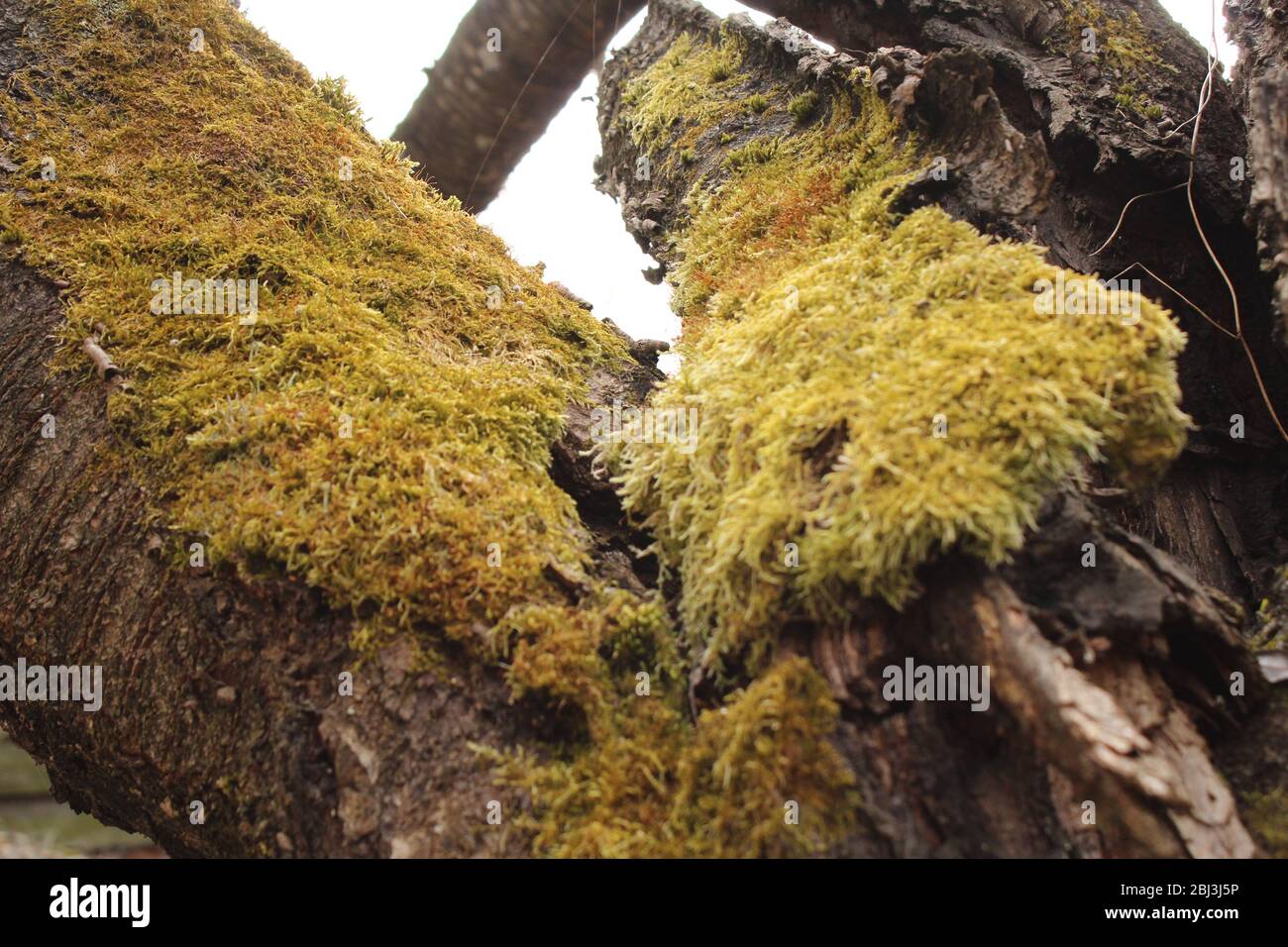 Fork mosses hi-res stock photography and images - Alamy