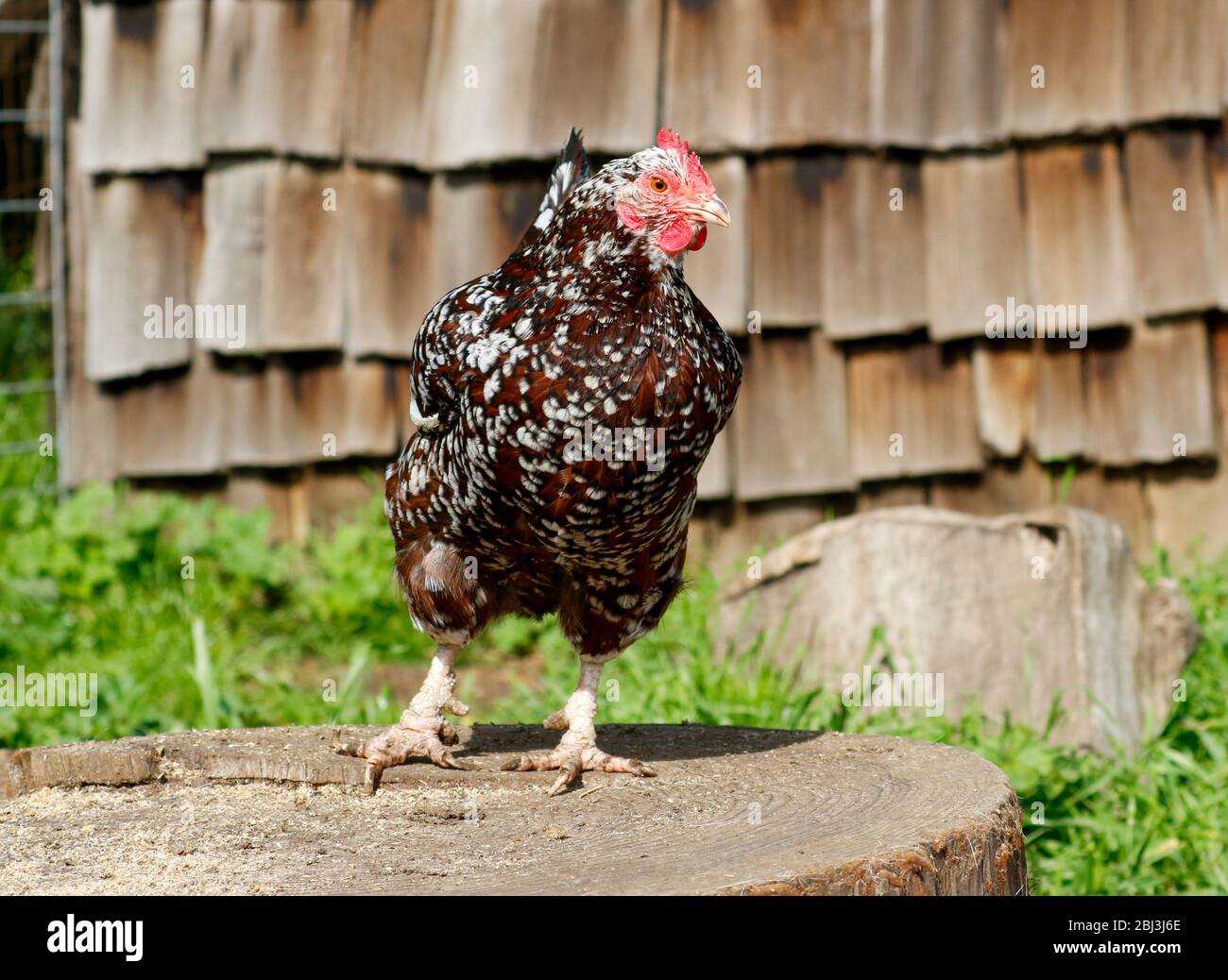 Rooster standing on a stump outside at a family farm Stock Photo - Alamy