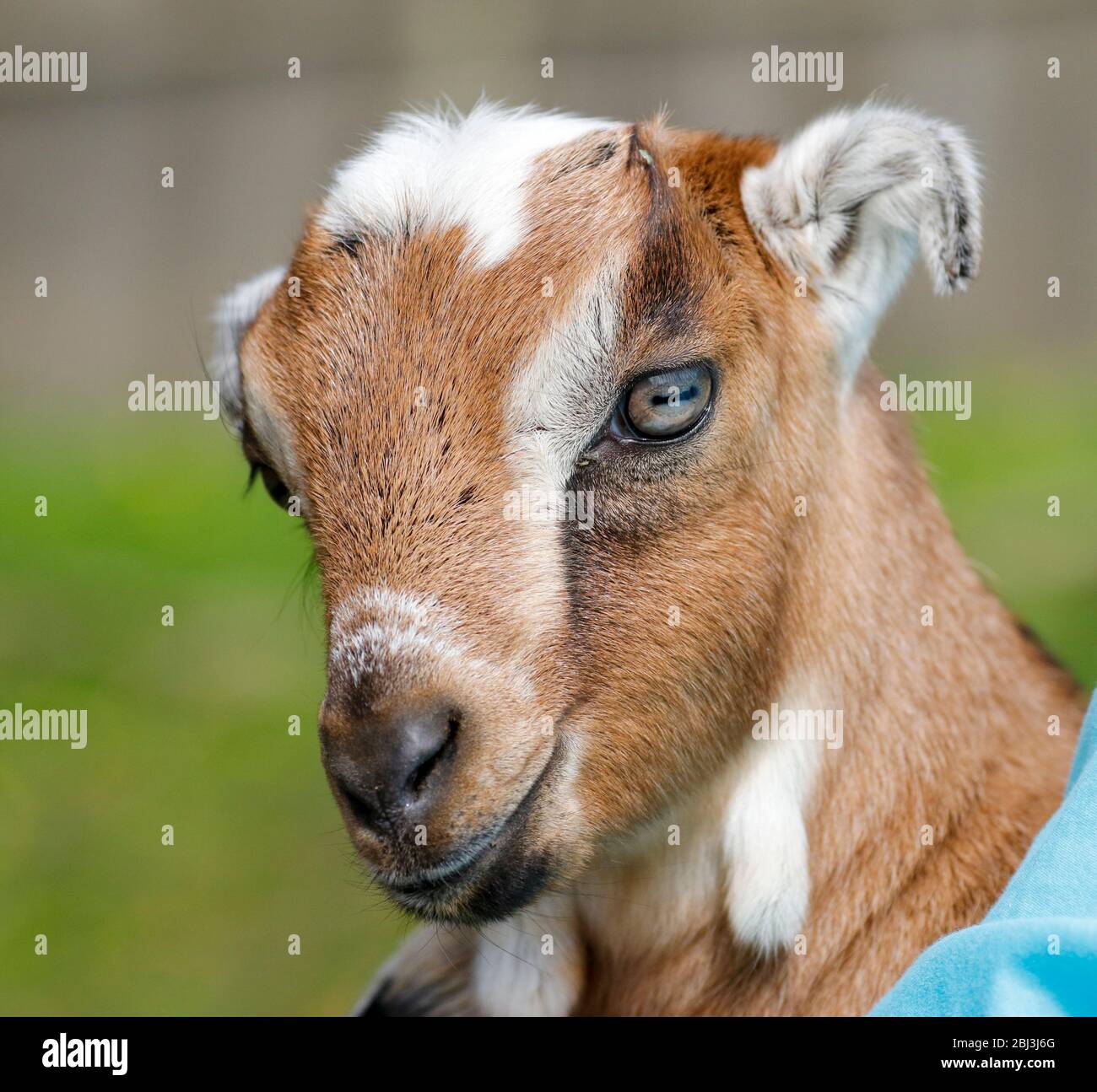 Baby Lamancha Goats
