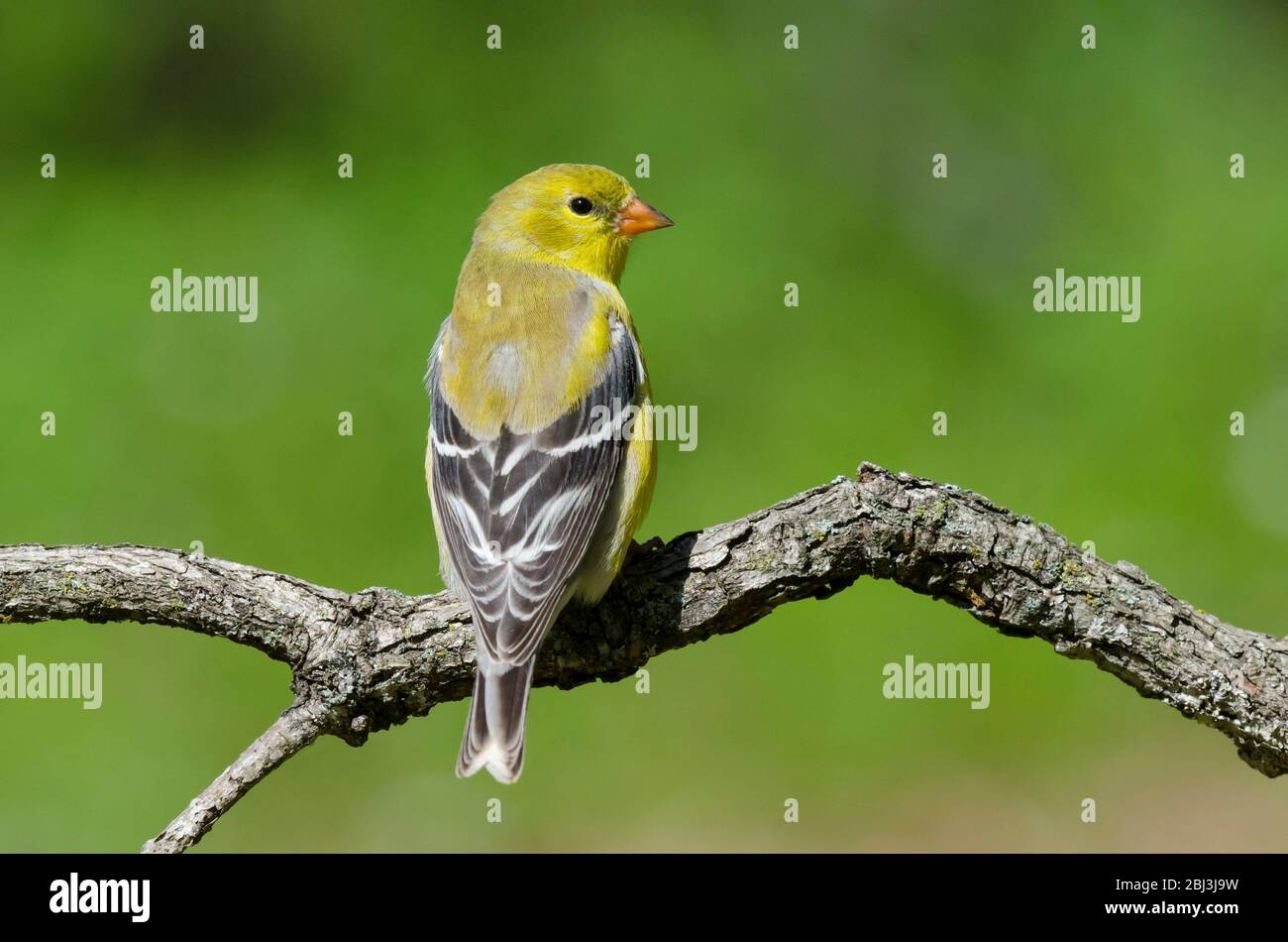 Female american goldfinch bird hi-res stock photography and images - Alamy