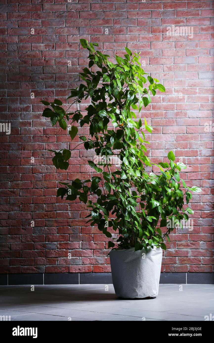 Plant on brick wall background Stock Photo - Alamy