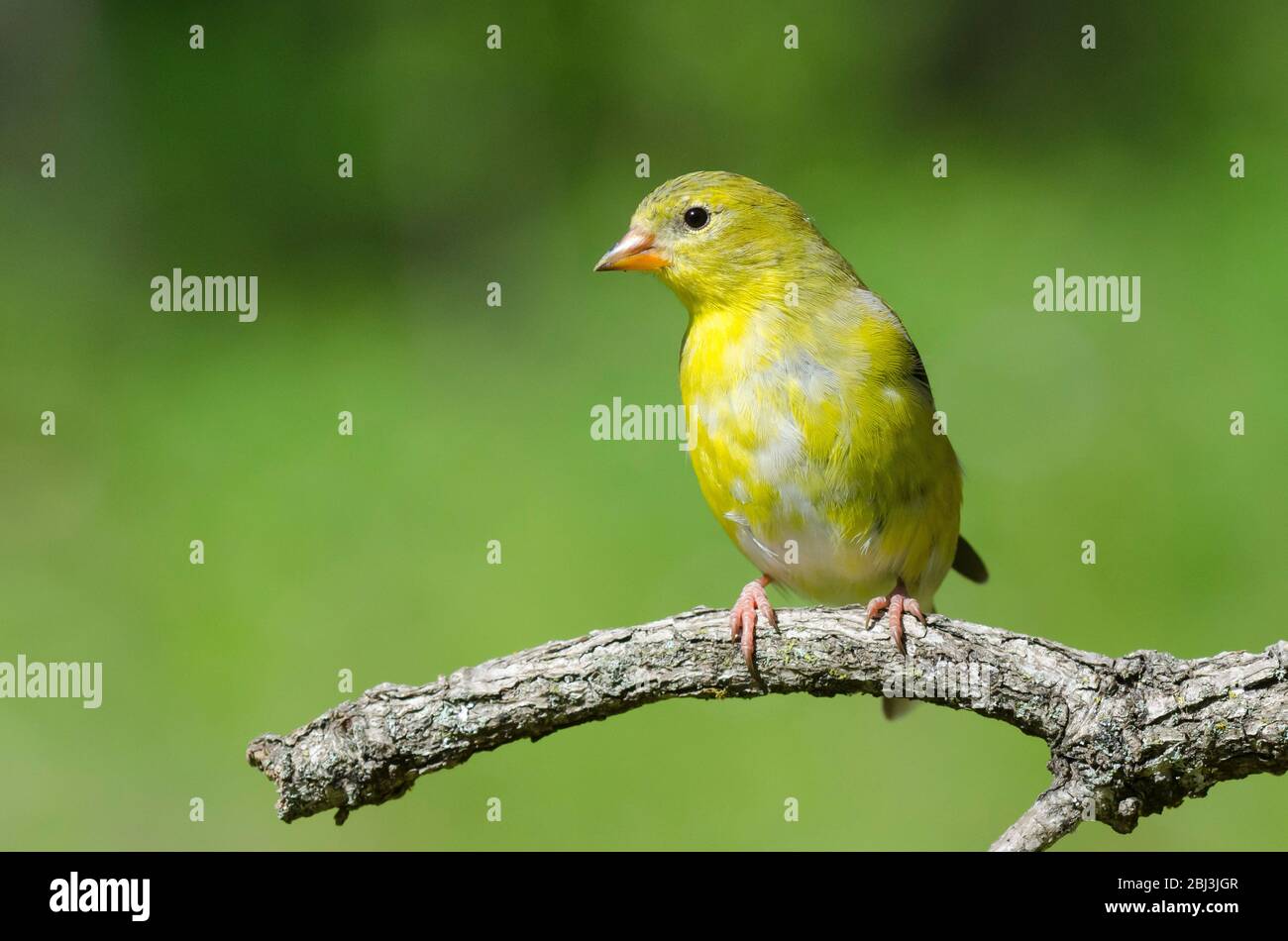 Female american goldfinch bird hi-res stock photography and images - Alamy