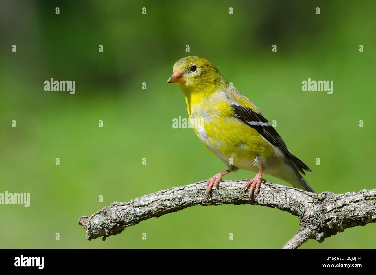 Goldfinch bird female yellow perched hi-res stock photography and ...