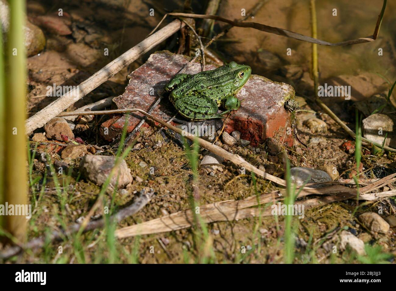 Brick frog hi-res stock photography and images - Alamy