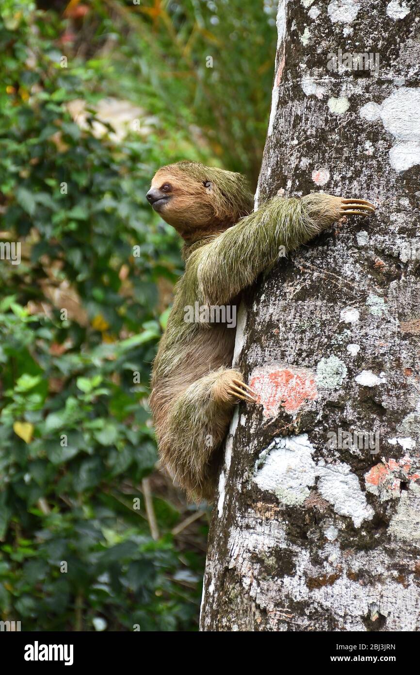 Sloth ice age hi-res stock photography and images - Alamy