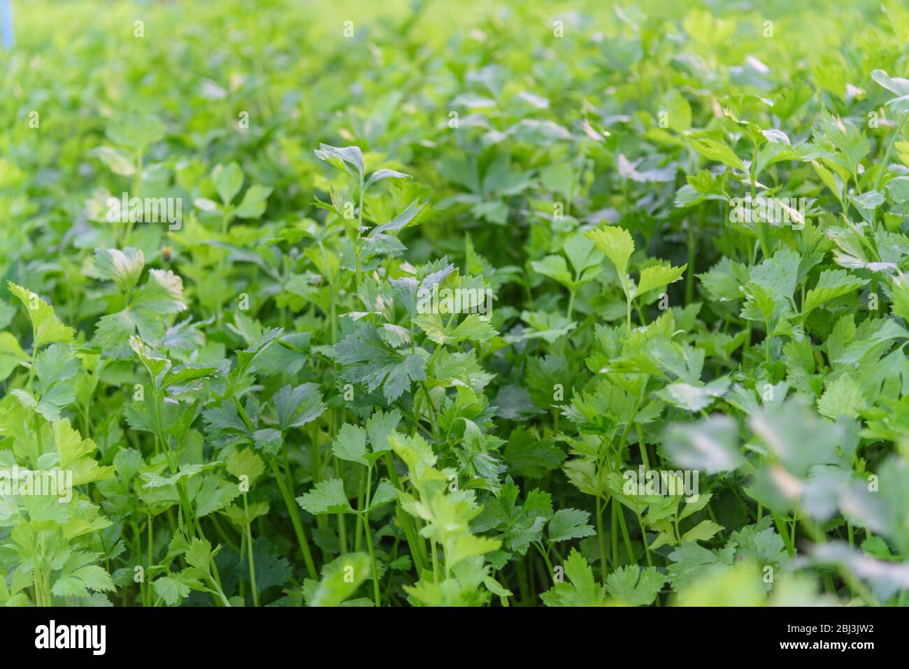 Celery plantation hi-res stock photography and images - Alamy