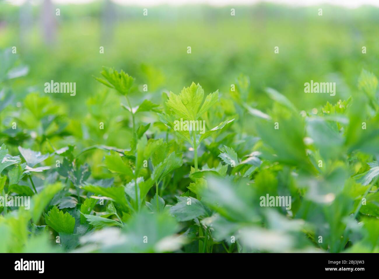 Fresh green Celery field Stock Photo - Alamy