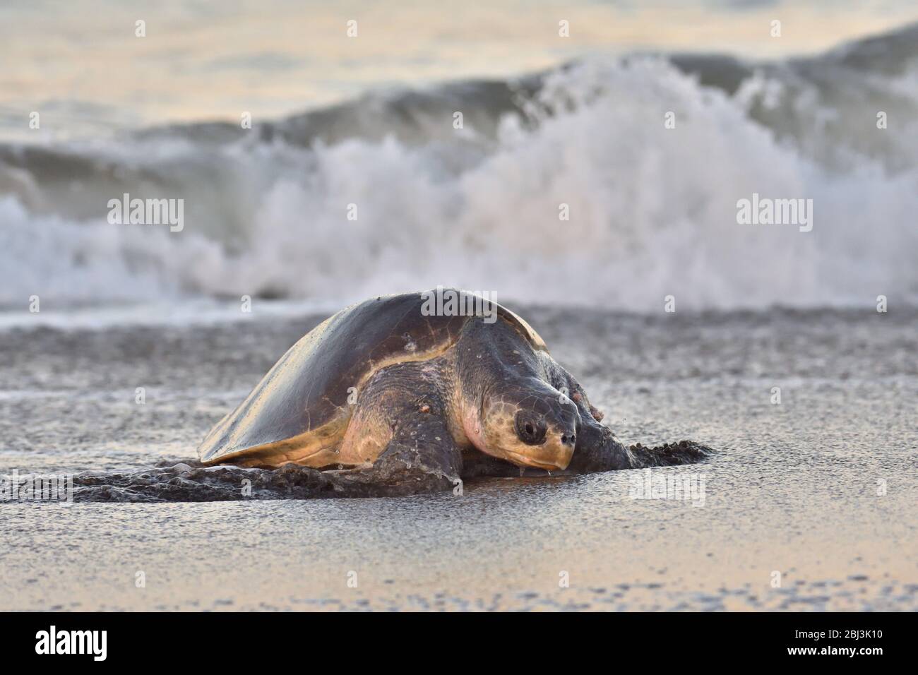 Olive ridley sea turtle nesting beach hi-res stock photography and ...
