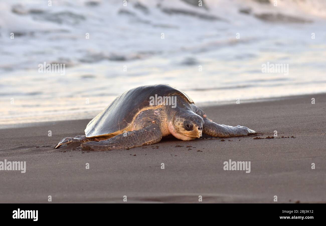 Olive ridley sea turtle hi-res stock photography and images - Alamy
