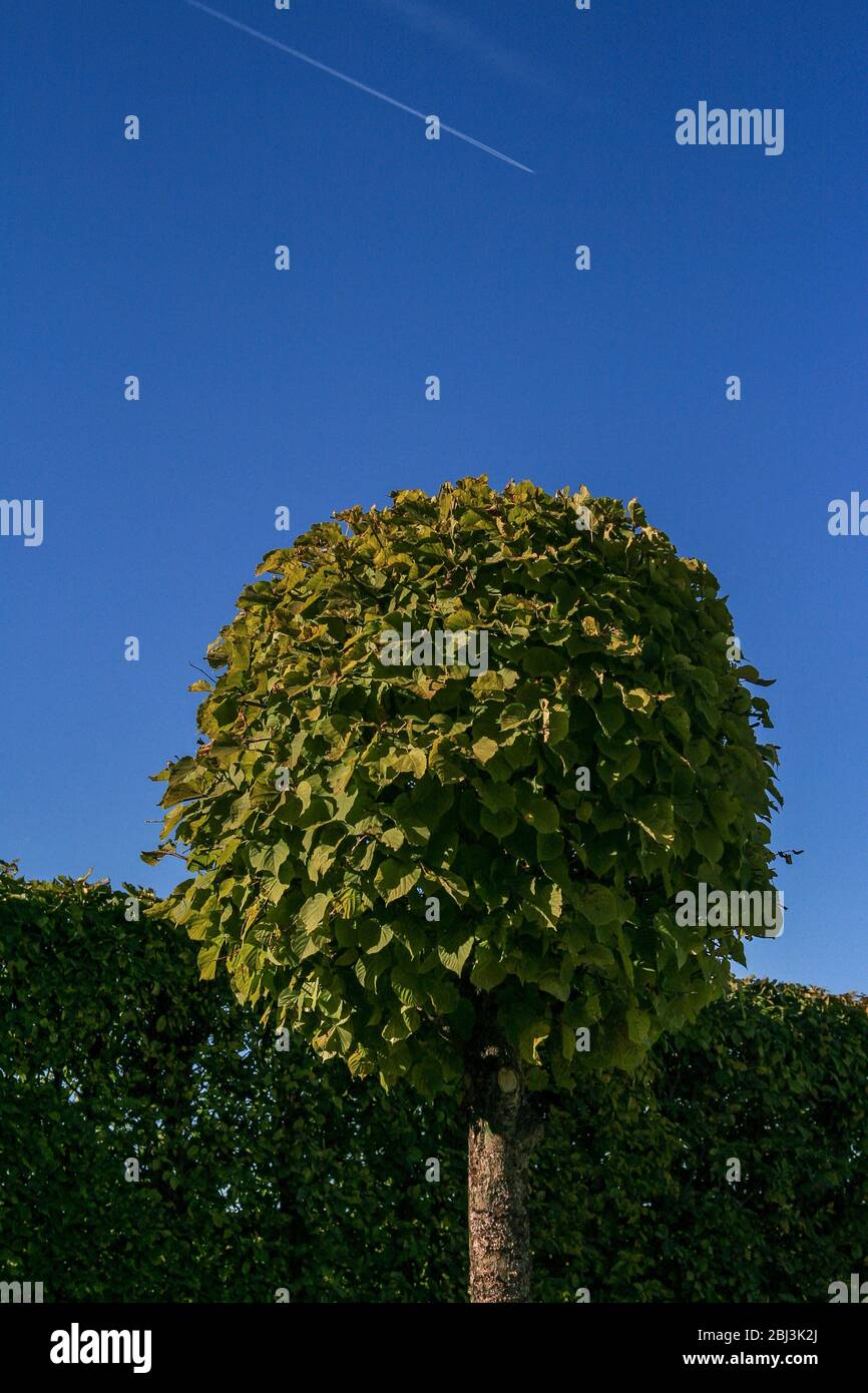 Tree with a perfectly round canopy Stock Photo - Alamy