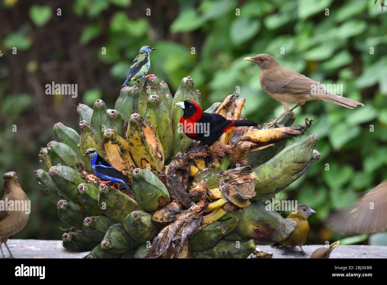 Laguna de panamá hi-res stock photography and images - Alamy