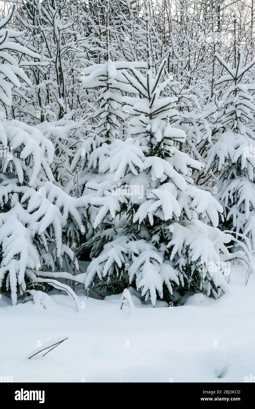 Snowy fir trees drawing hi-res stock photography and images - Alamy