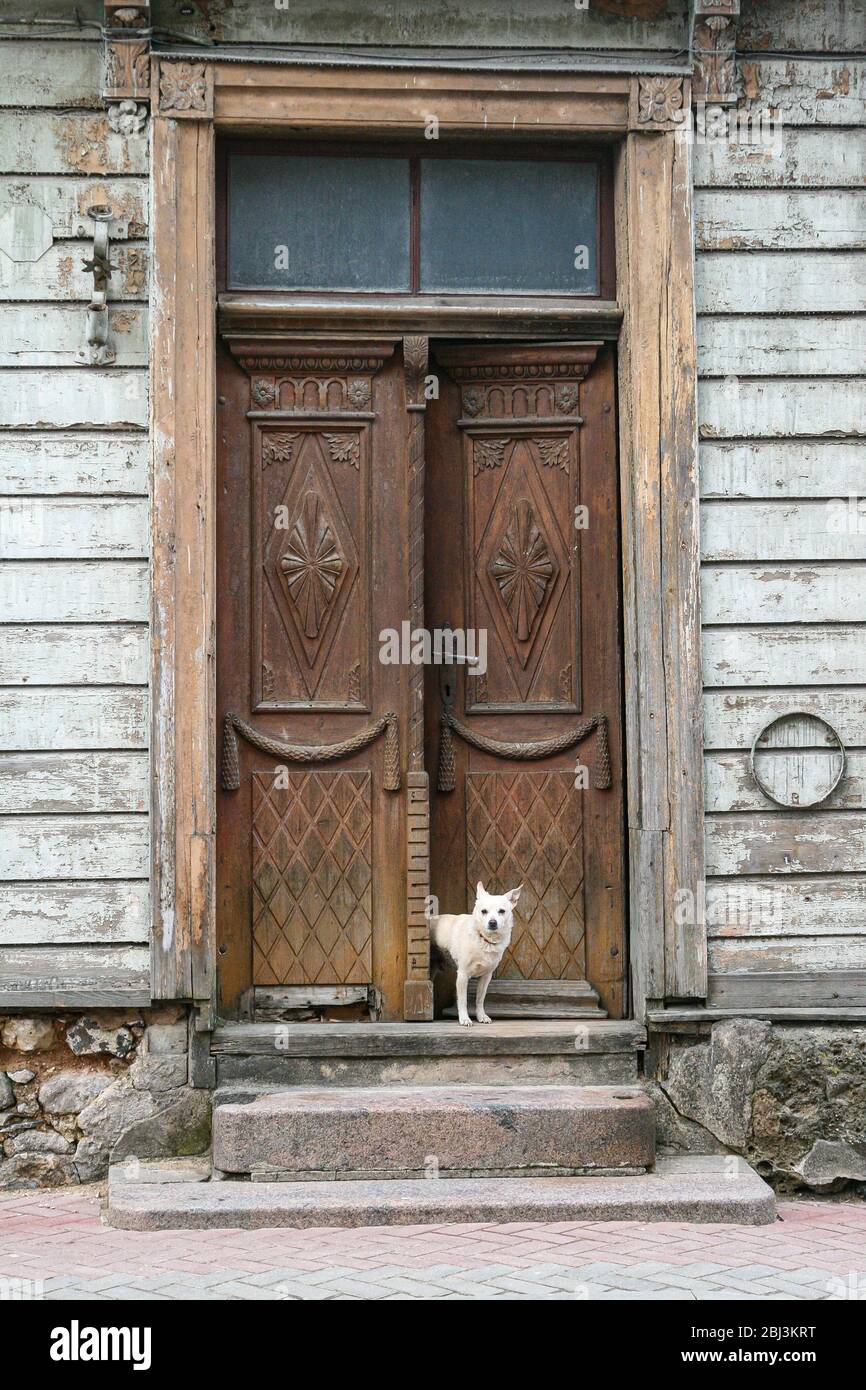 White little dog in very old rustic timber doors Stock Photo - Alamy