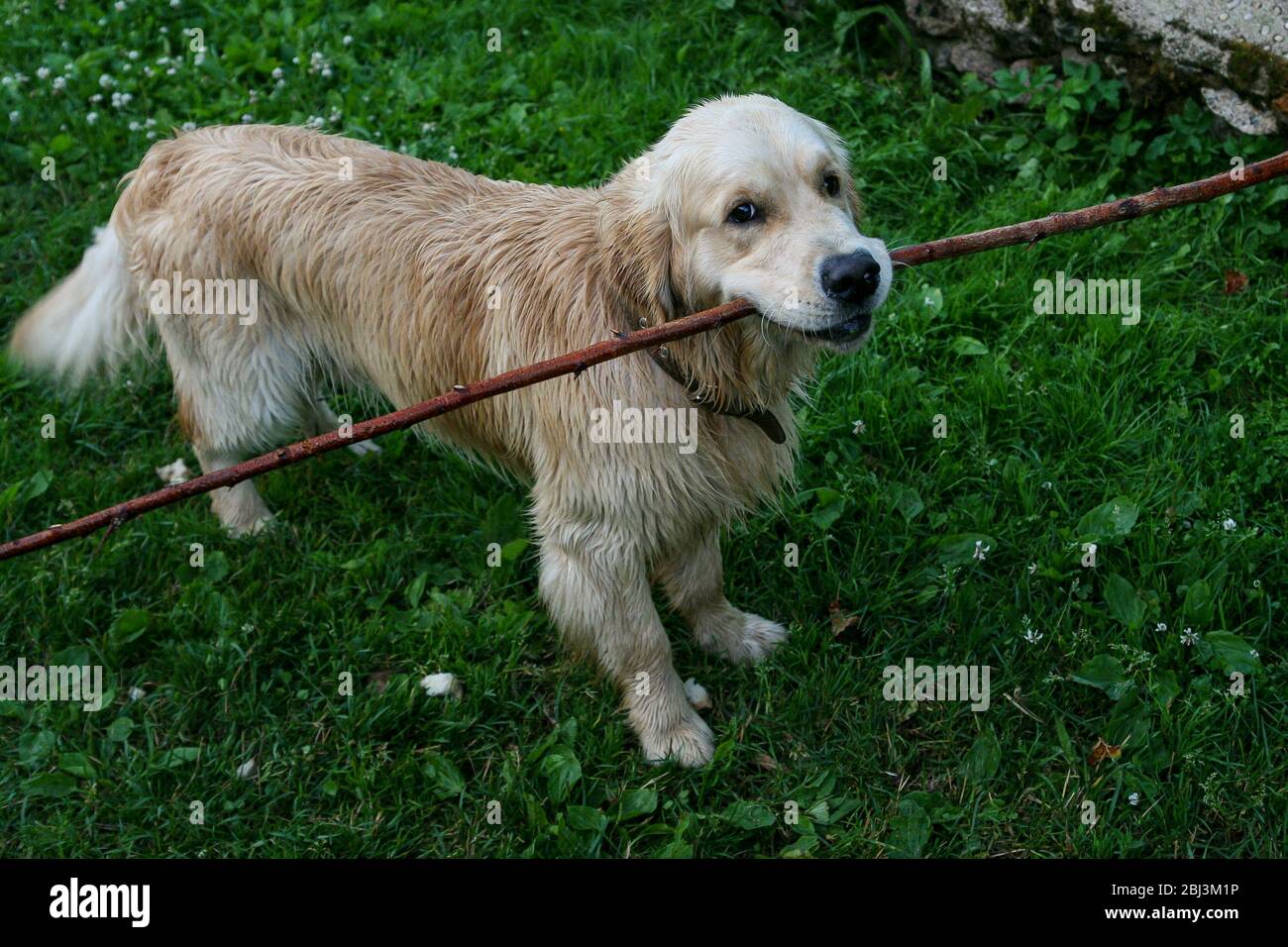 A golden retriever with a stick in mouth Stock Photo - Alamy