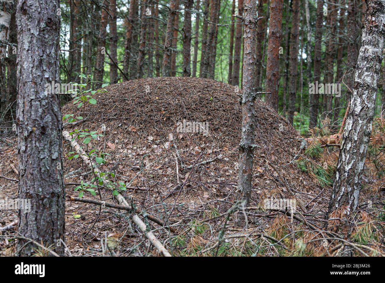 Anthill in a forest hi-res stock photography and images - Alamy