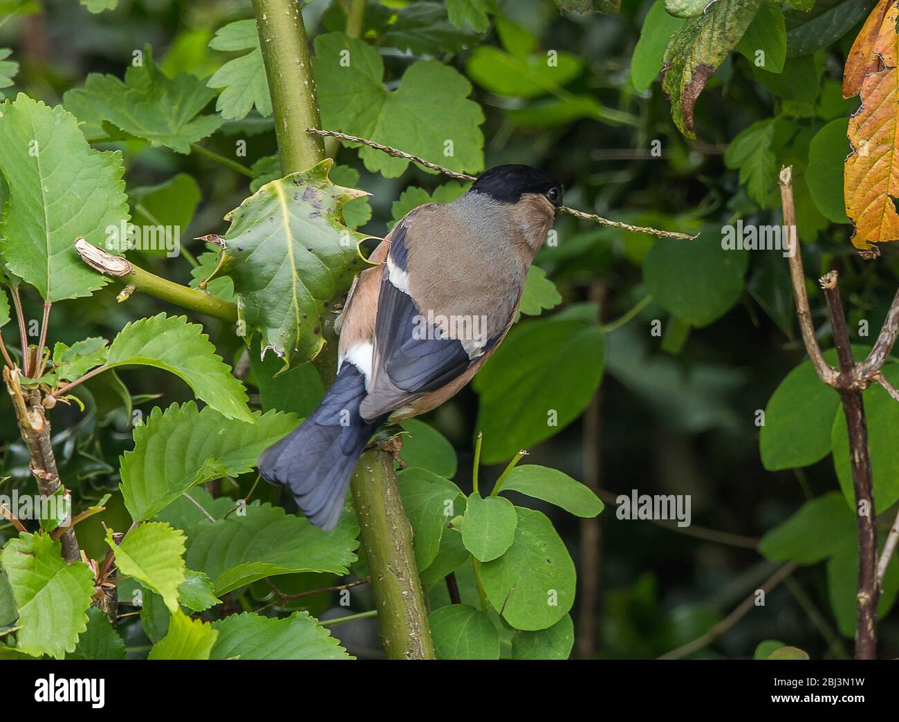 Female bullfinch making nest hi-res stock photography and images - Alamy
