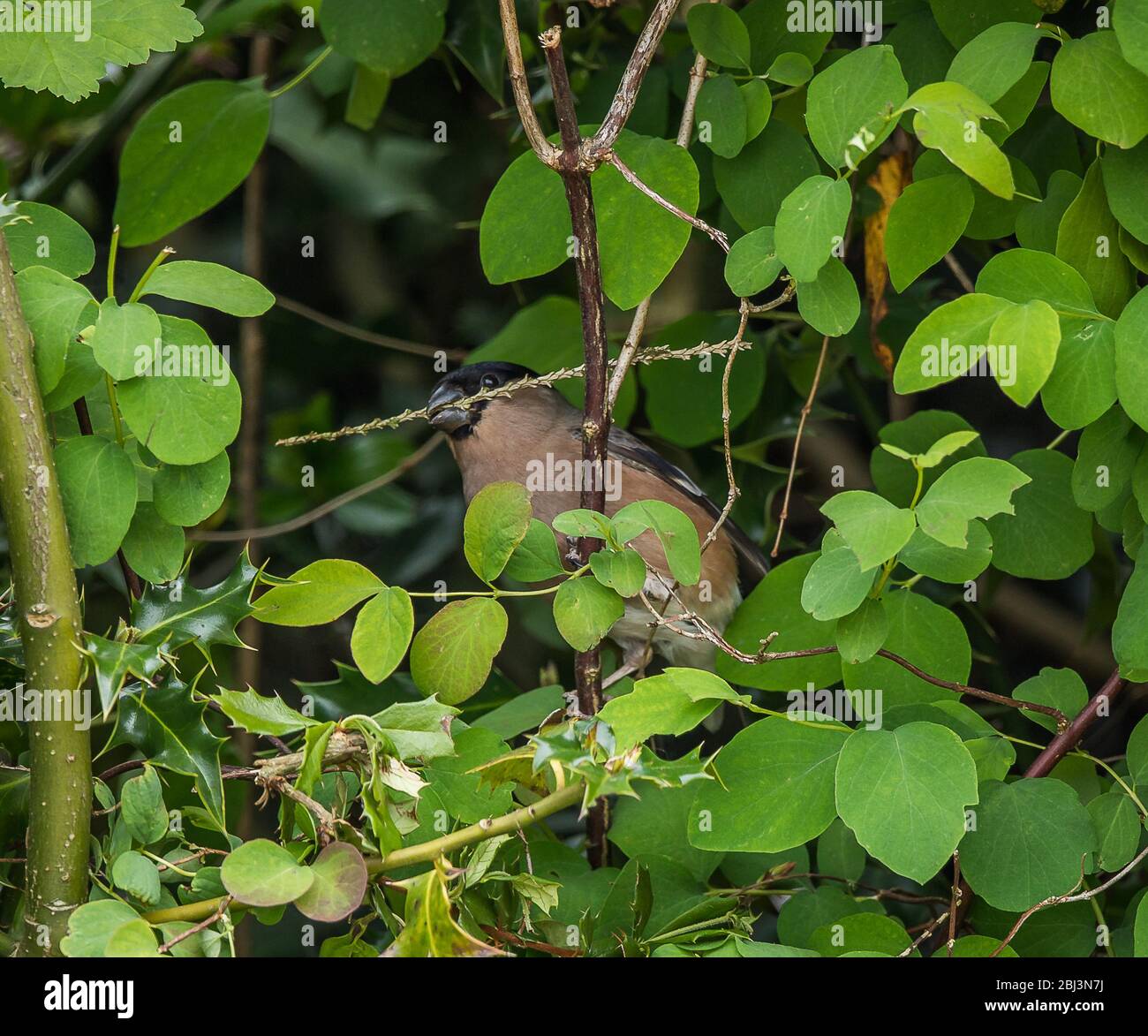 Female bullfinch making nest hi-res stock photography and images - Alamy