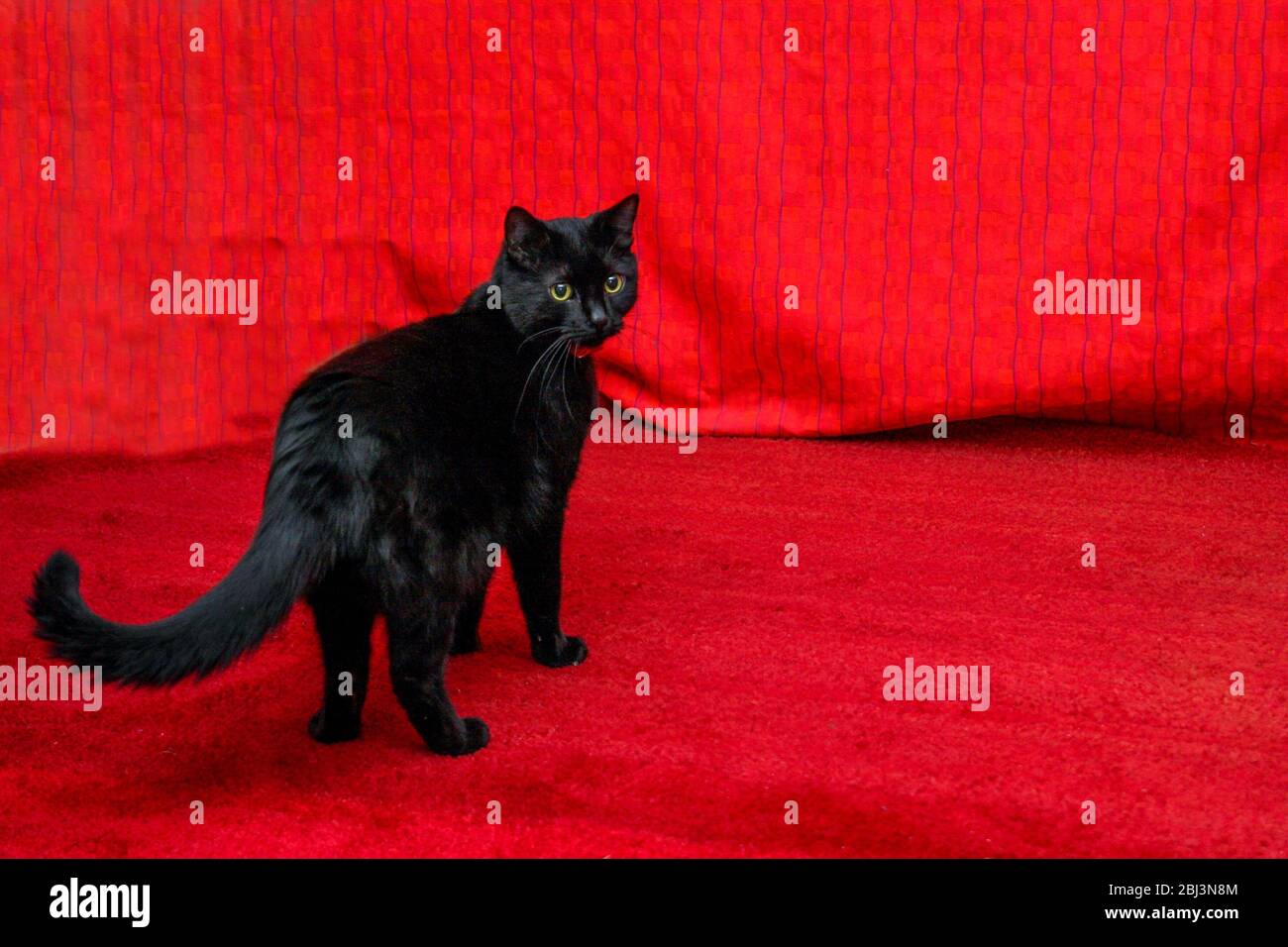 Black cat brom behind on a red background Stock Photo - Alamy