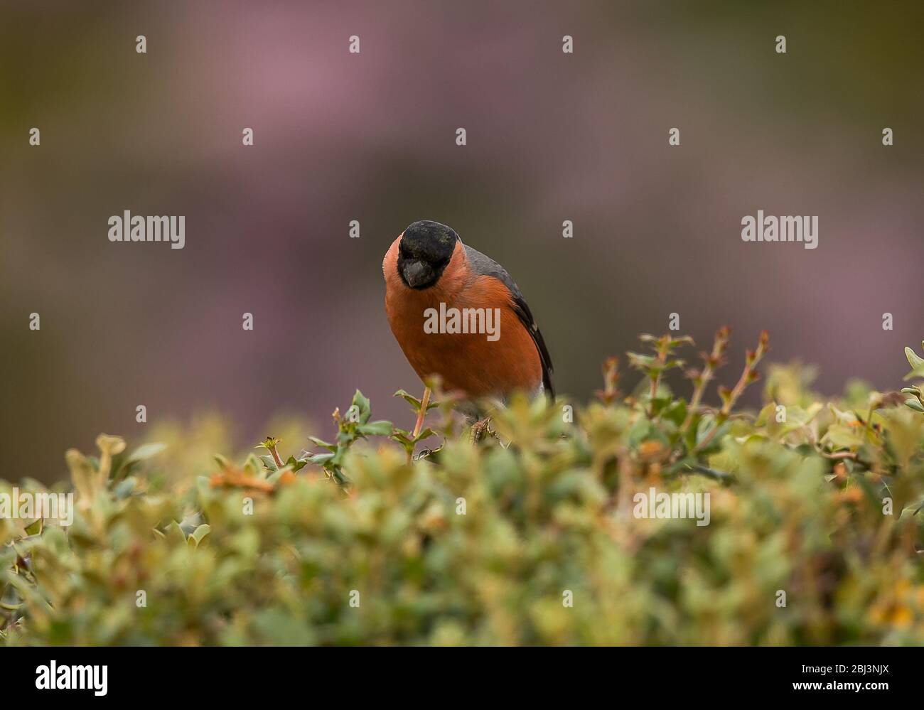 Female bullfinch making nest hi-res stock photography and images - Alamy
