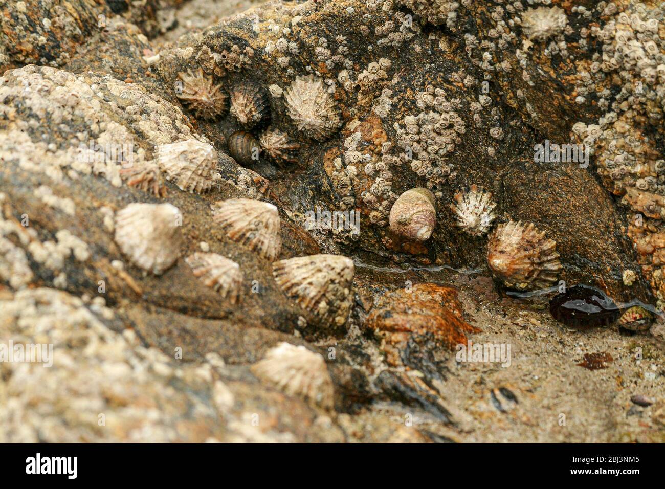 Fossil seashells hi-res stock photography and images - Alamy