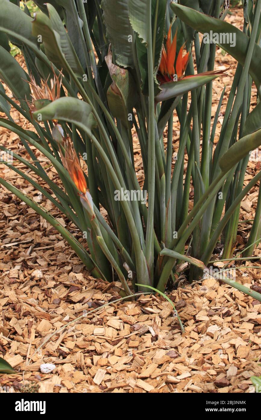 Mulch (pine bark) for bedding roses and plants Stock Photo - Alamy