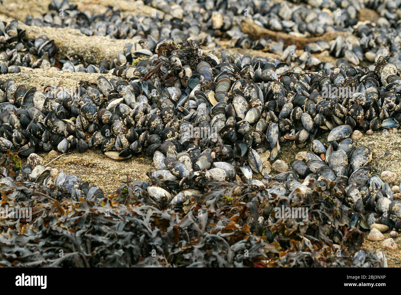 Mussels on a beach together wih algae Stock Photo - Alamy
