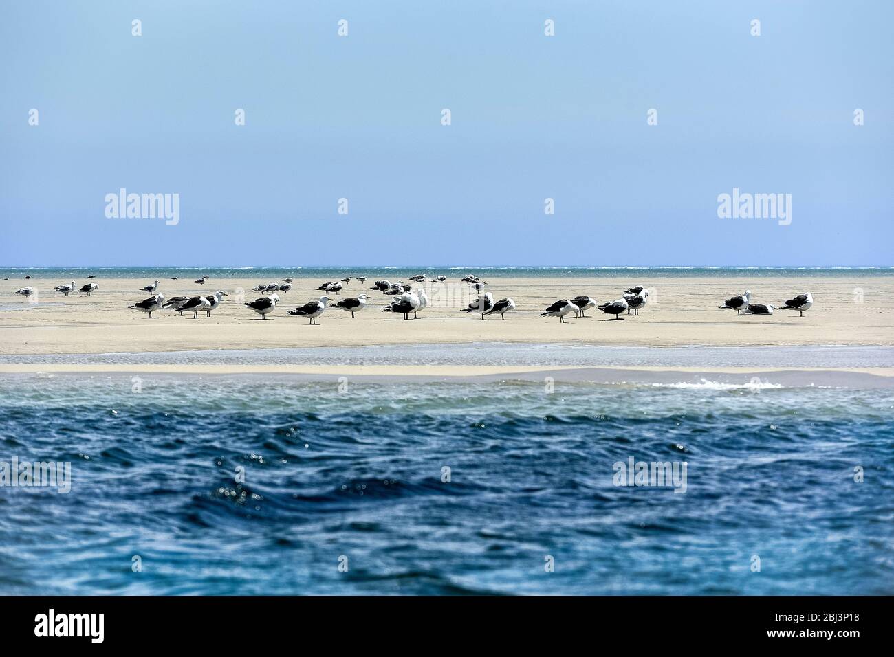 Group of seagulls on a sandbar at Cape Cod in Massachusetts Stock Photo ...