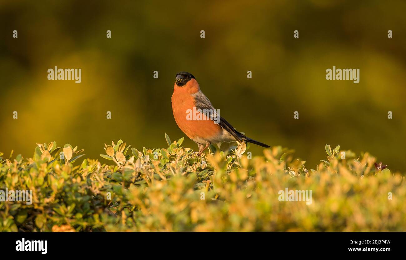 Female bullfinch making nest hi-res stock photography and images - Alamy