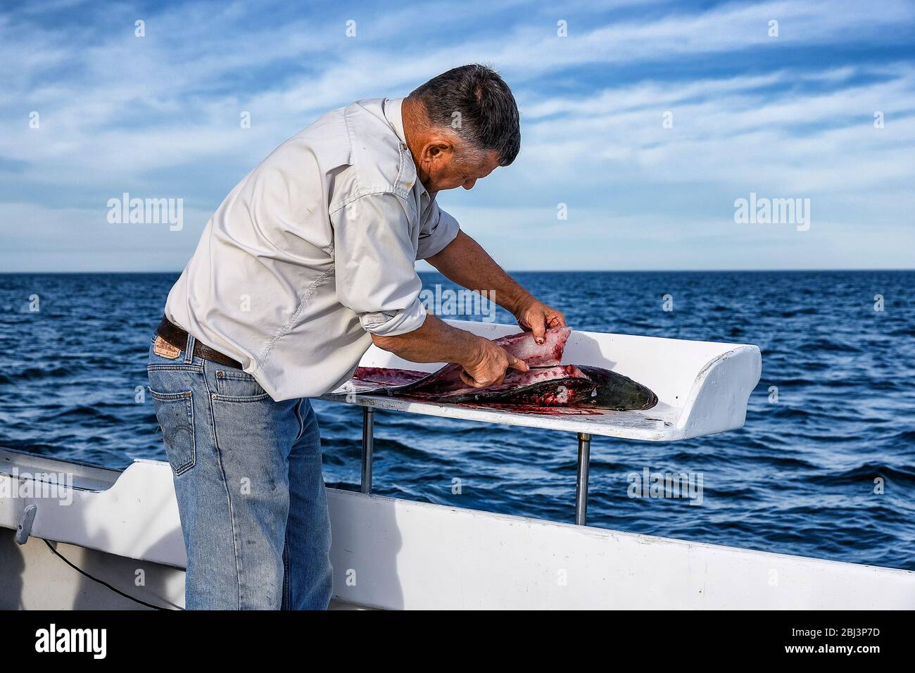 Cleaning a freshly caught fish on the boat on Cape Cod in Massachusetts ...