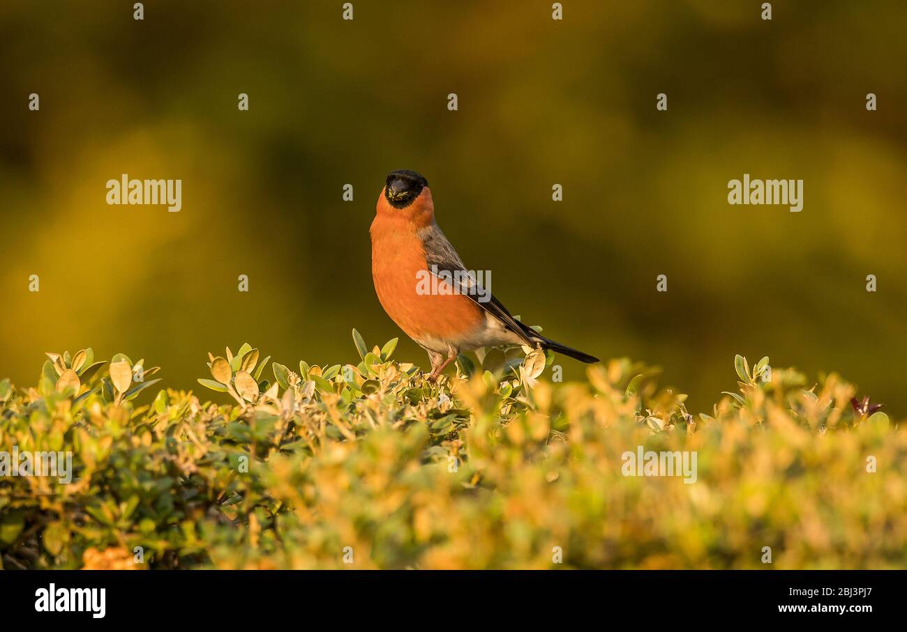 Bullfinch taken in the golden hour hi-res stock photography and images ...