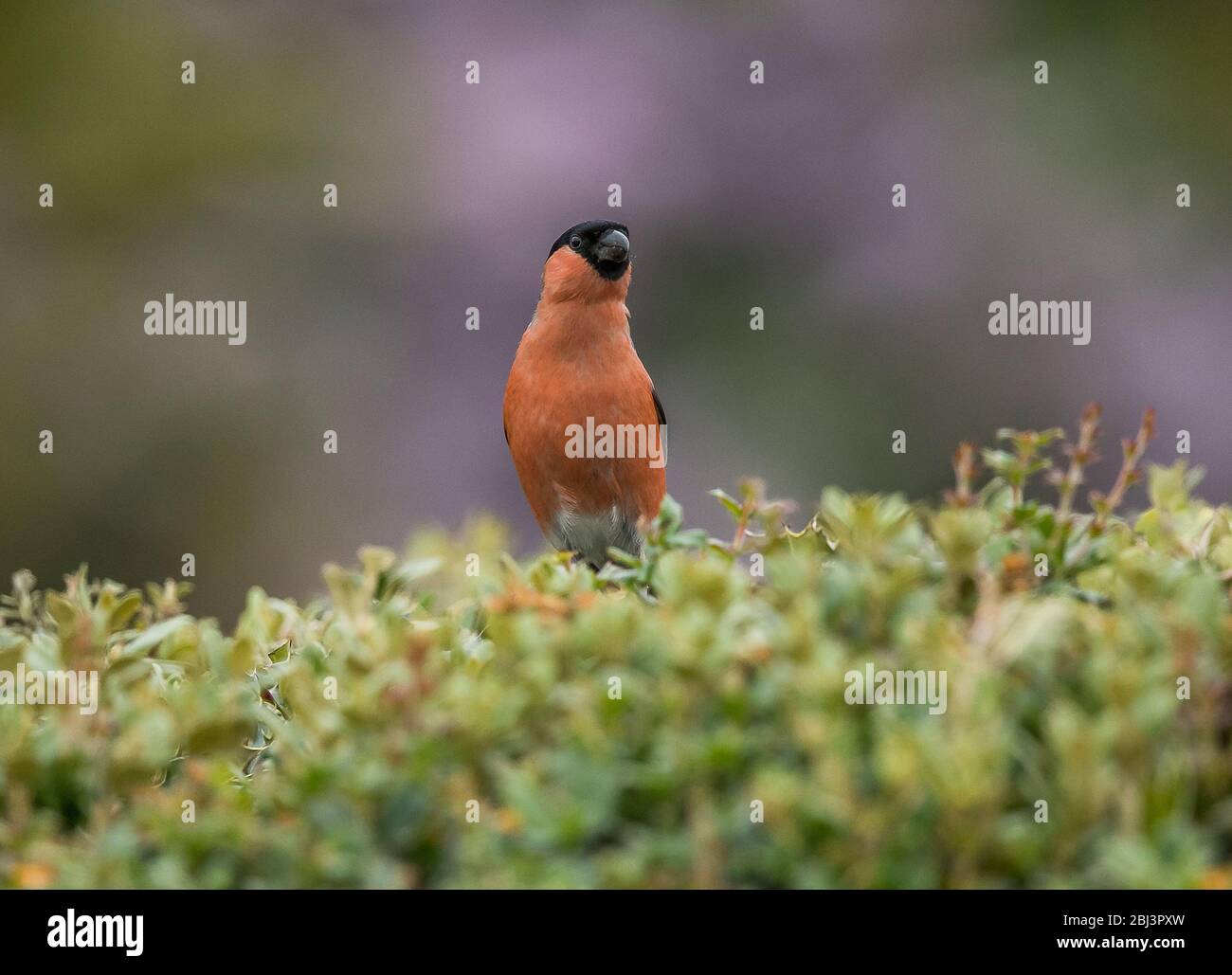 Female bullfinch making nest hi-res stock photography and images - Alamy