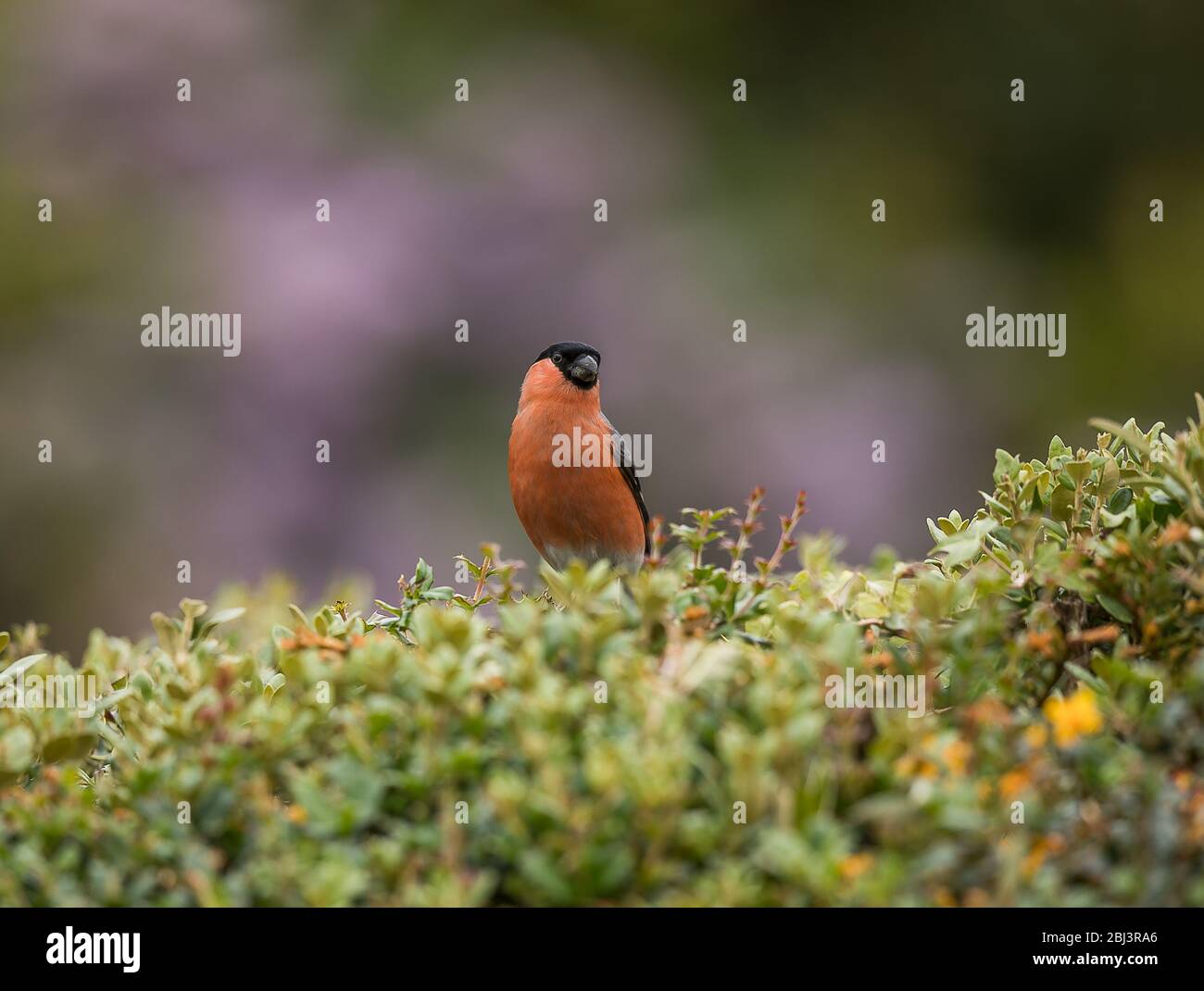 Female bullfinch making nest hi-res stock photography and images - Alamy