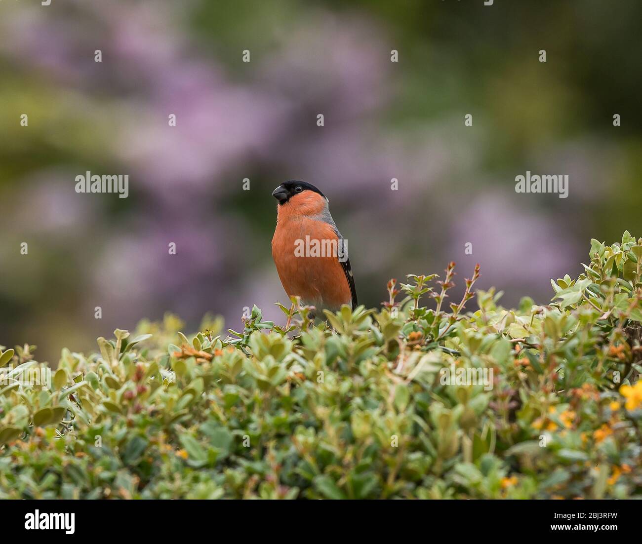 Bullfinch in hedge hi-res stock photography and images - Alamy