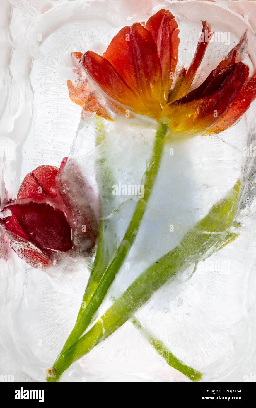 frozen blossoms in ice Stock Photo - Alamy